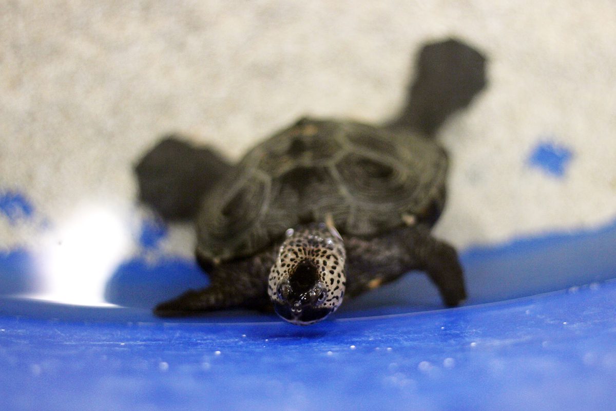 Mrs. Nubs: First turtle to join university’s rehab program - Observer ...